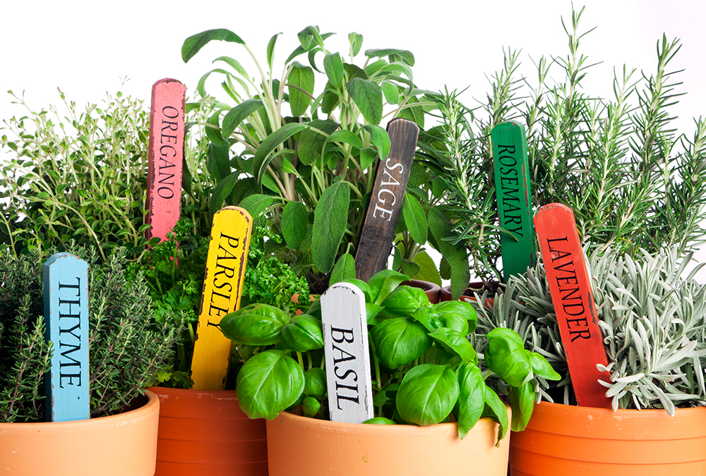 Eco-Friendly Ways to Repel Bugs in Your Backyard | LiveAbode™