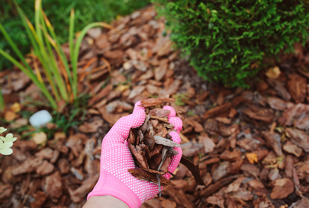 How to Prep Your Yard for Fall Like a Pro | LiveAbode™
