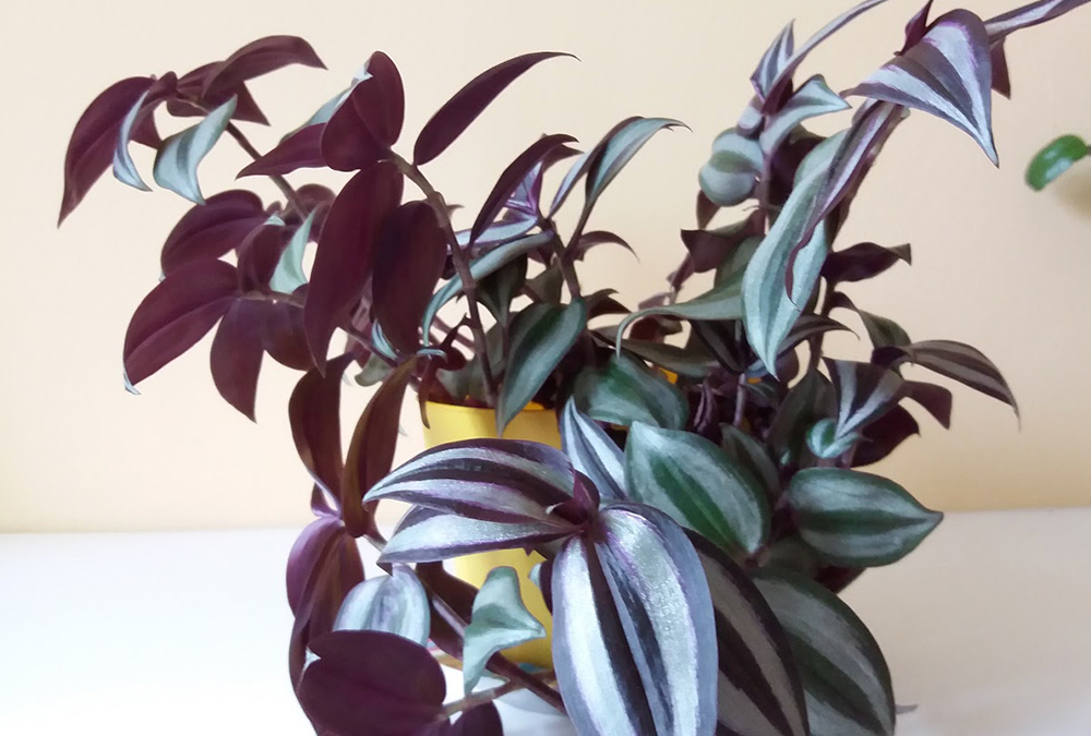 The 6 Best Houseplants for Beginners | LiveAbode™