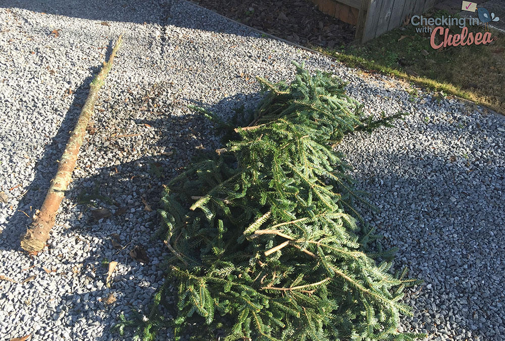 How to Recycle a Christmas Tree - LiveAbode